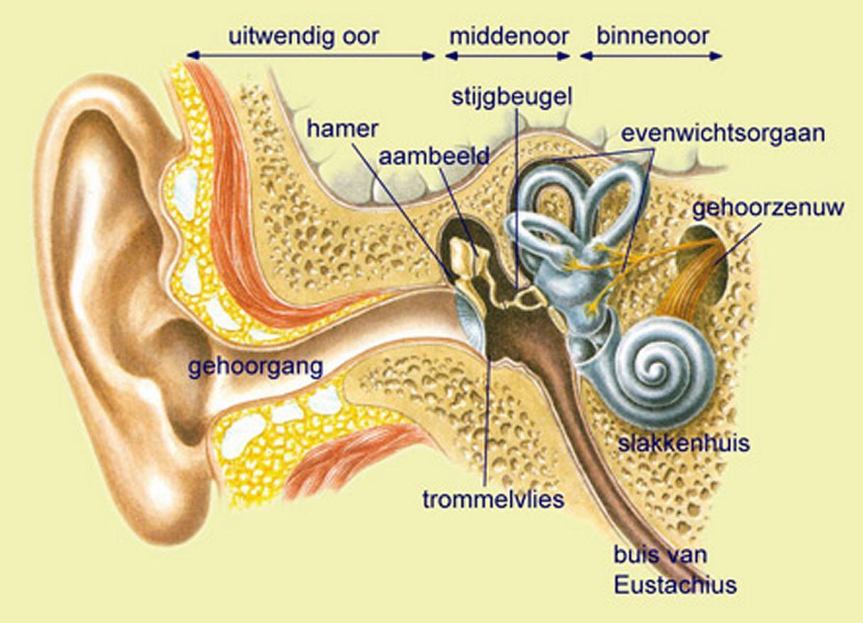 Wat u altijd al wilde weten, maar nooit goed kon verstaan | dwars